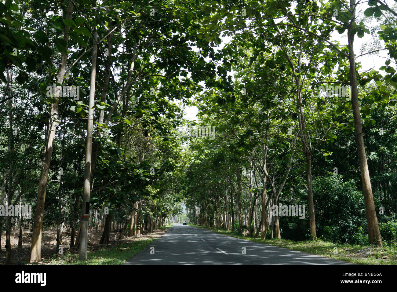 Shaded country road hi-res stock photography and images - Alamy