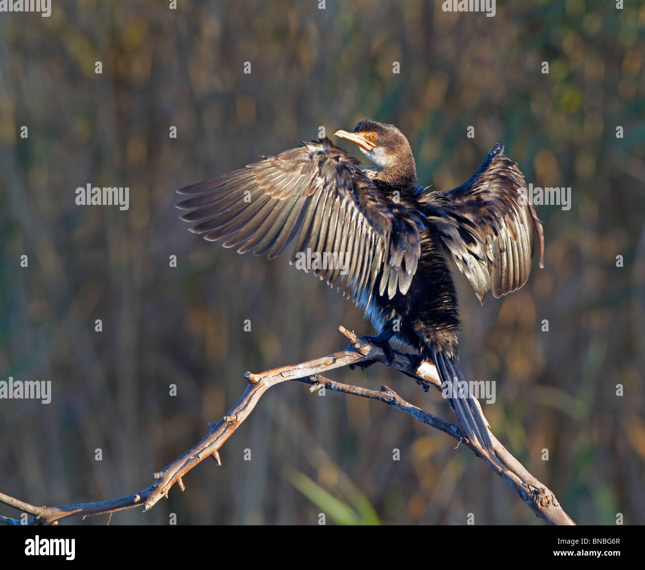 Cormorant drying it wings hi-res stock photography and images - Alamy
