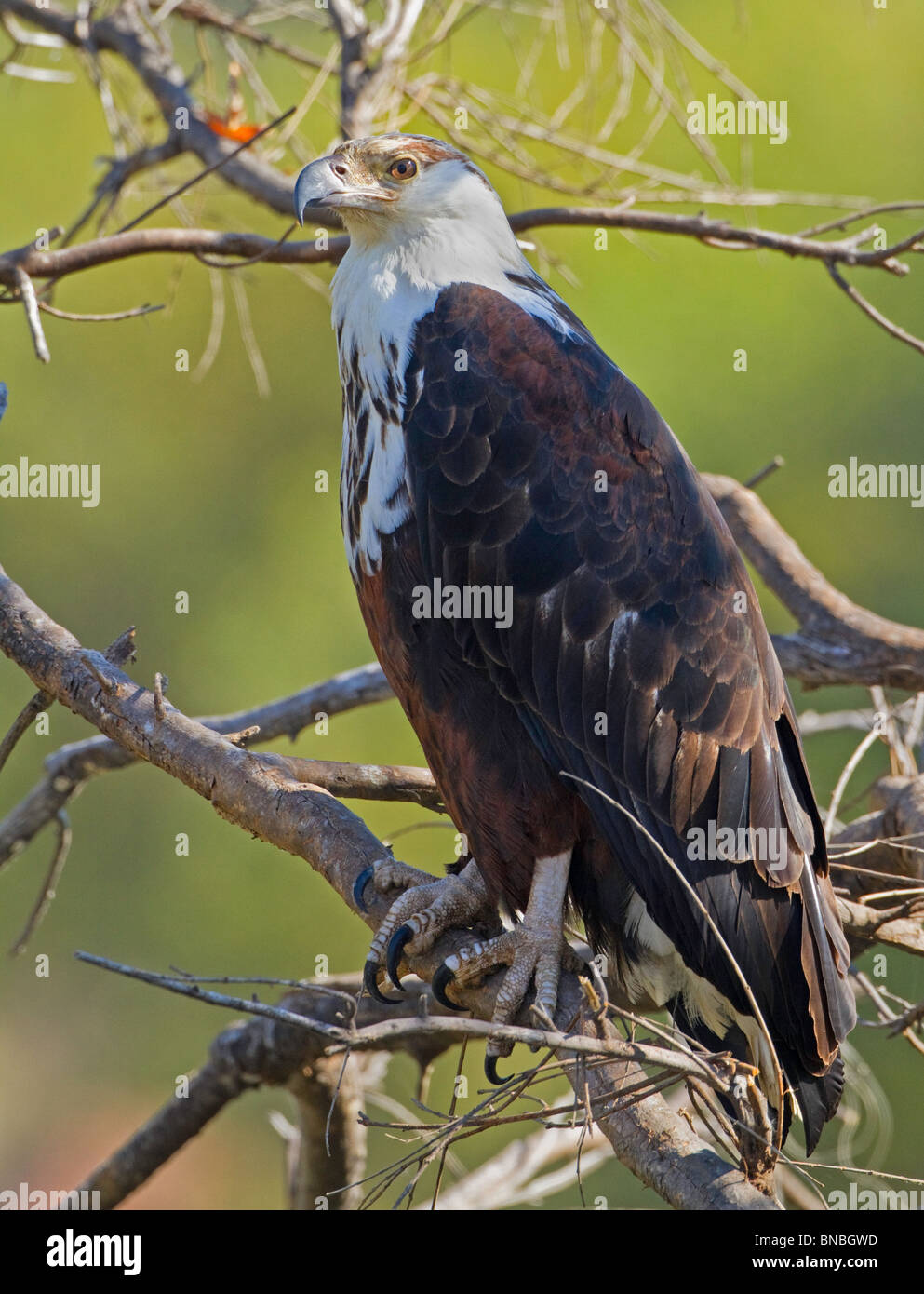 Fish_eagle hi-res stock photography and images - Alamy