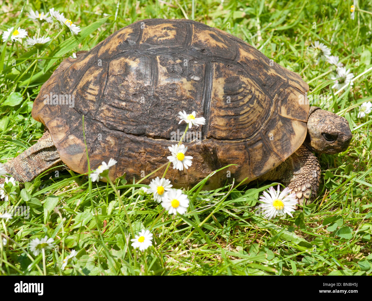 Scale shell hi-res stock photography and images - Alamy