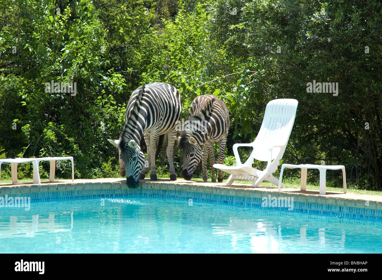 Zebras drinking from hotel swimming pool. South Africa. Johannesburg ...