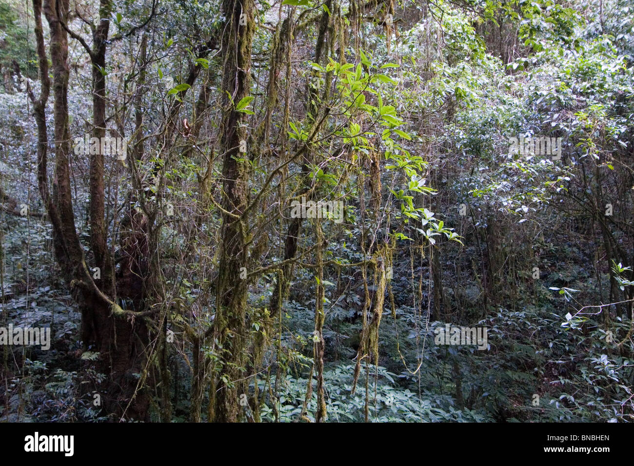 Damp rainforest trail hi-res stock photography and images - Alamy