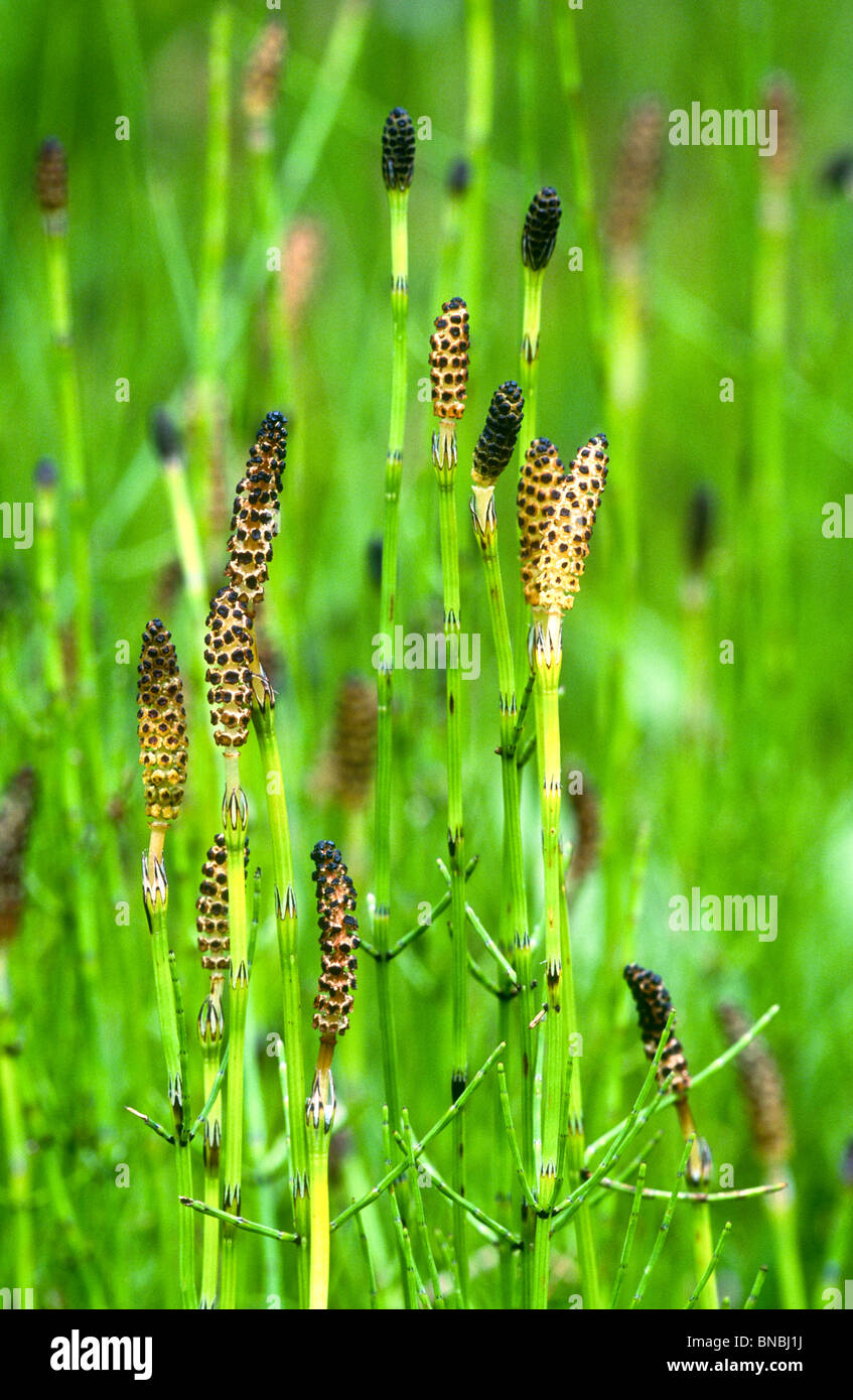 Field (or common) horsetail, Equisetum arvense, Fertile stems ...