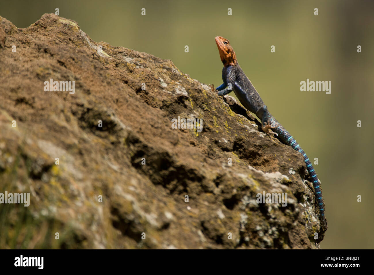 Red Headed Rock Agama Stock Photo - Alamy