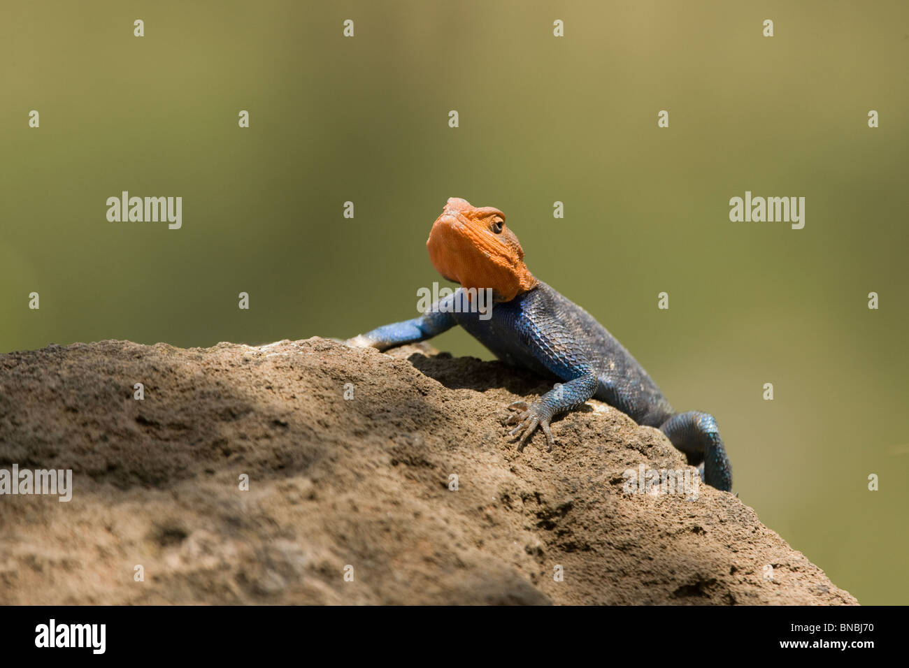 Red Headed Rock Agama Stock Photo - Alamy