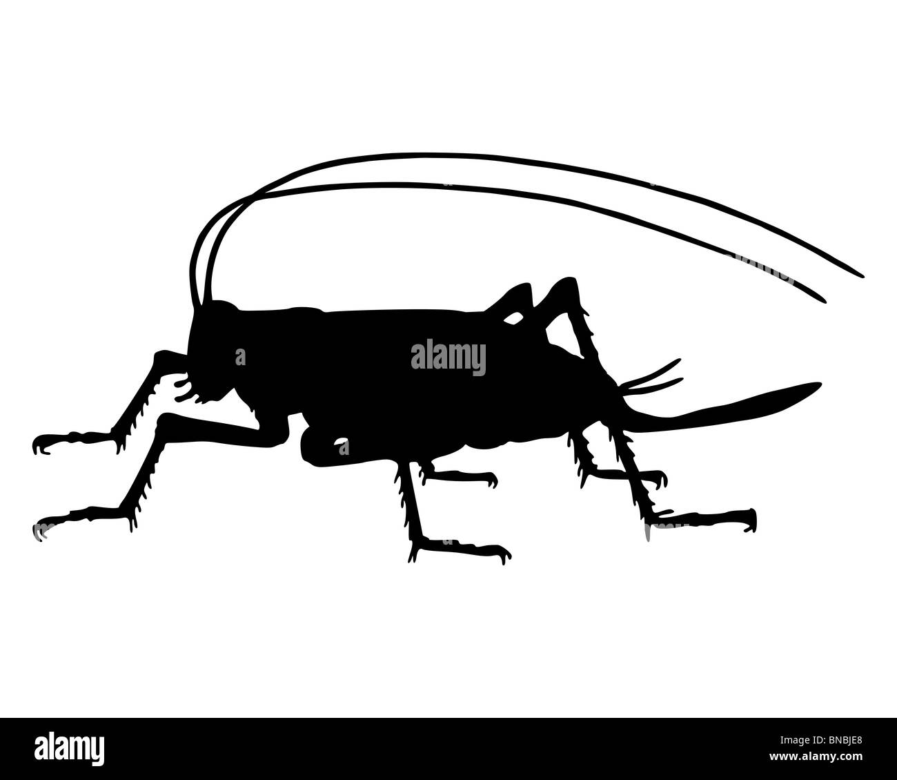 Cricket art illustration Black and White Stock Photos & Images - Alamy