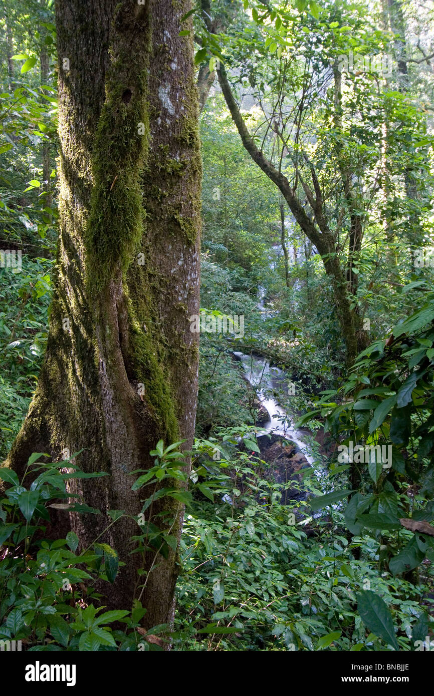 Tropical rainforest tree moss hi-res stock photography and images - Alamy