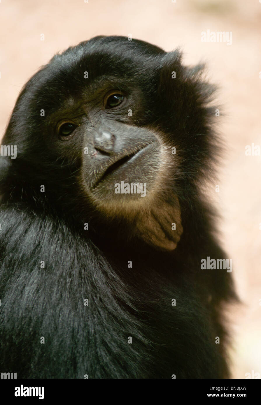 Siamang gibbon hi-res stock photography and images - Alamy