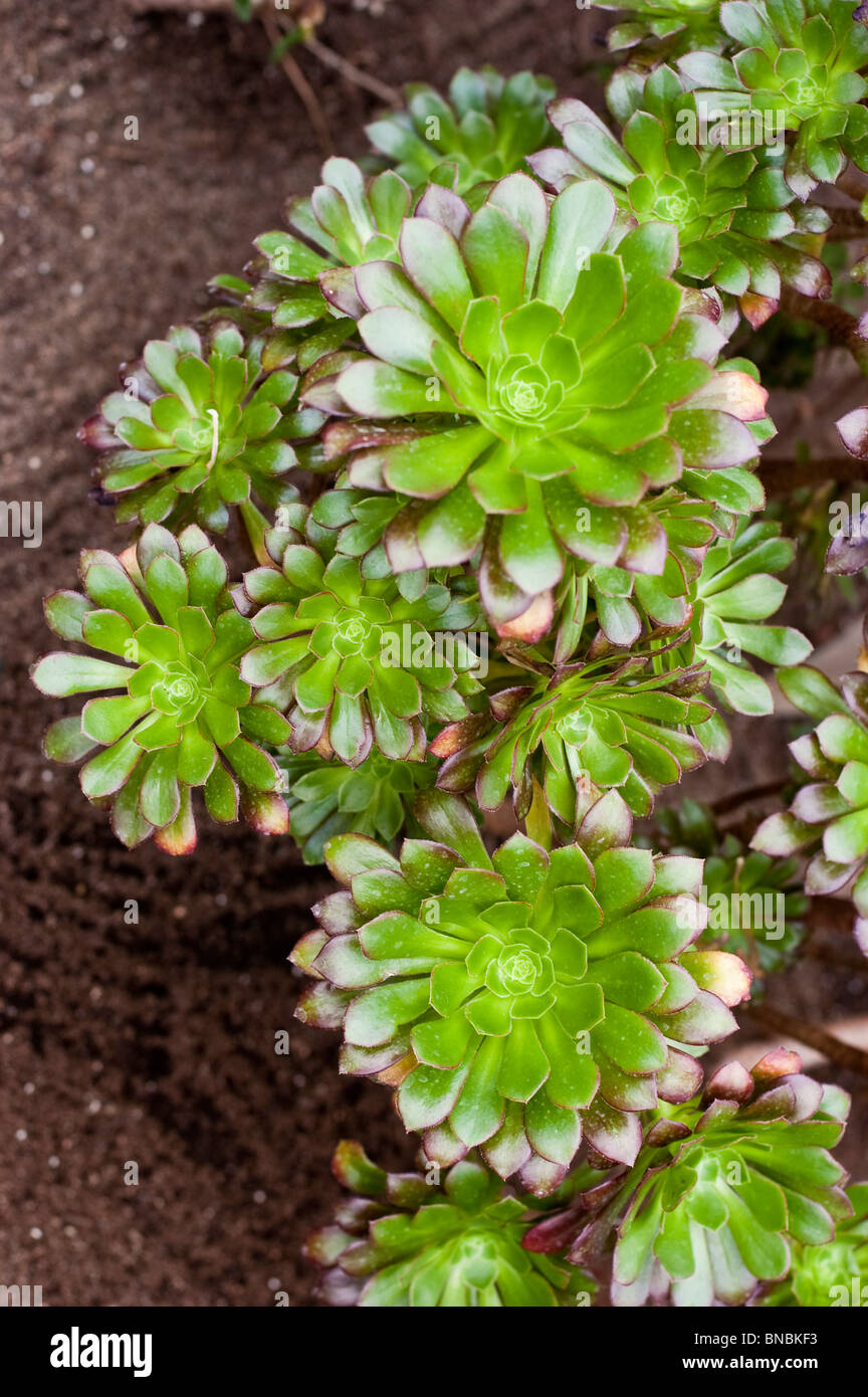 Aeonium simsii, crassulaceae, Canary Islands, plant Stock Photo - Alamy