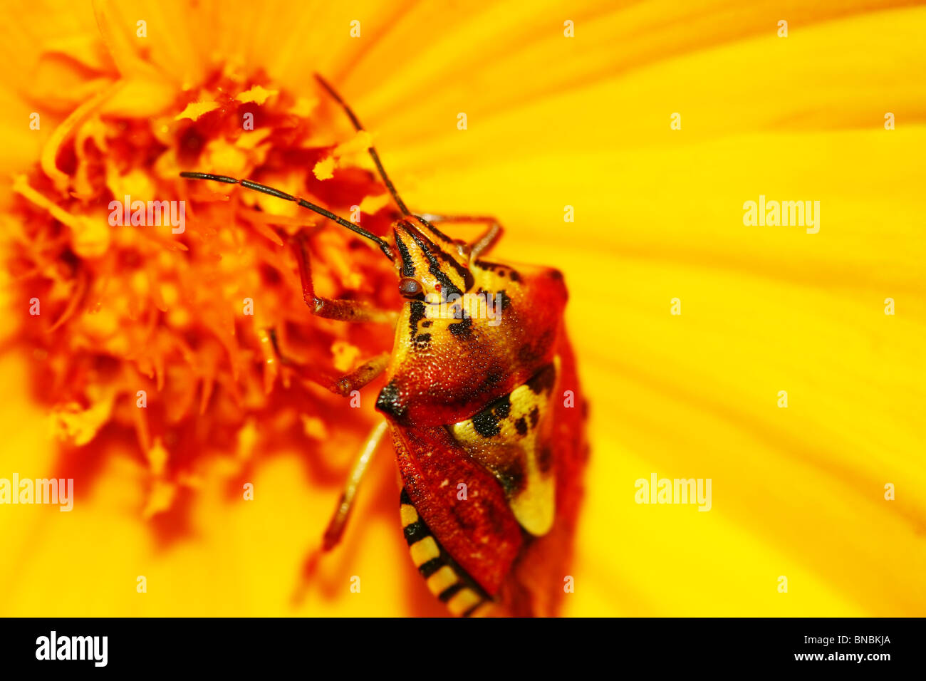 closeup on tiny bug seating on the flower Stock Photo - Alamy
