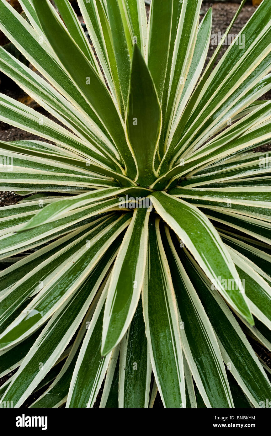 Caribbean agave, Agave angustifolia Marginata, agavaceae Stock Photo ...