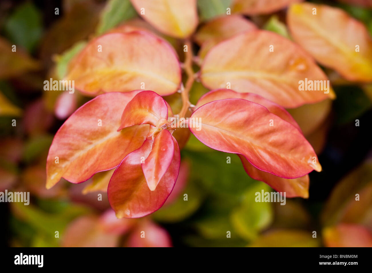Rose vine hi-res stock photography and images - Alamy