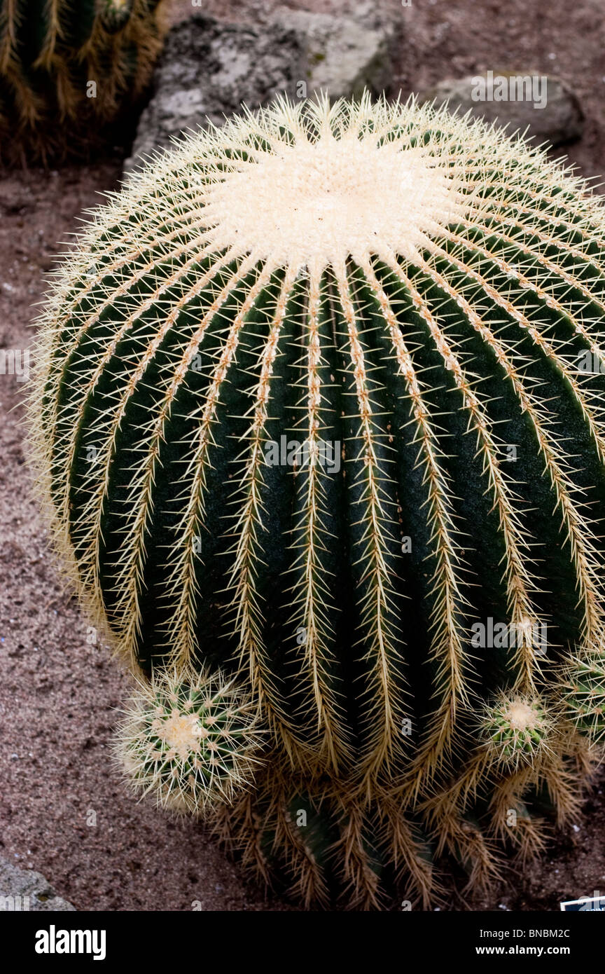 Golden barrel cactus hi-res stock photography and images - Alamy