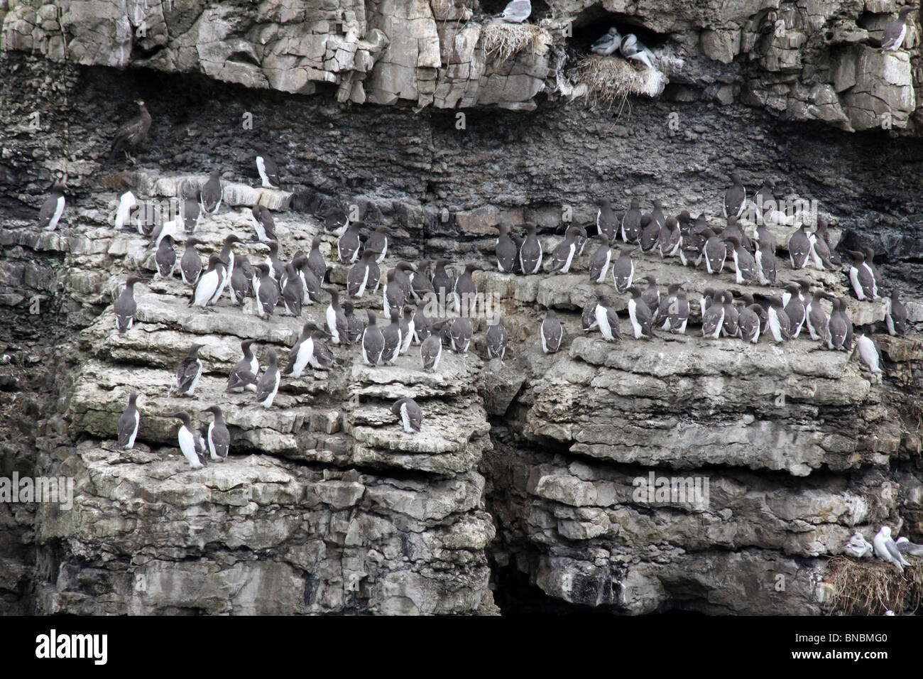 Puffin island anglesey hi-res stock photography and images - Alamy