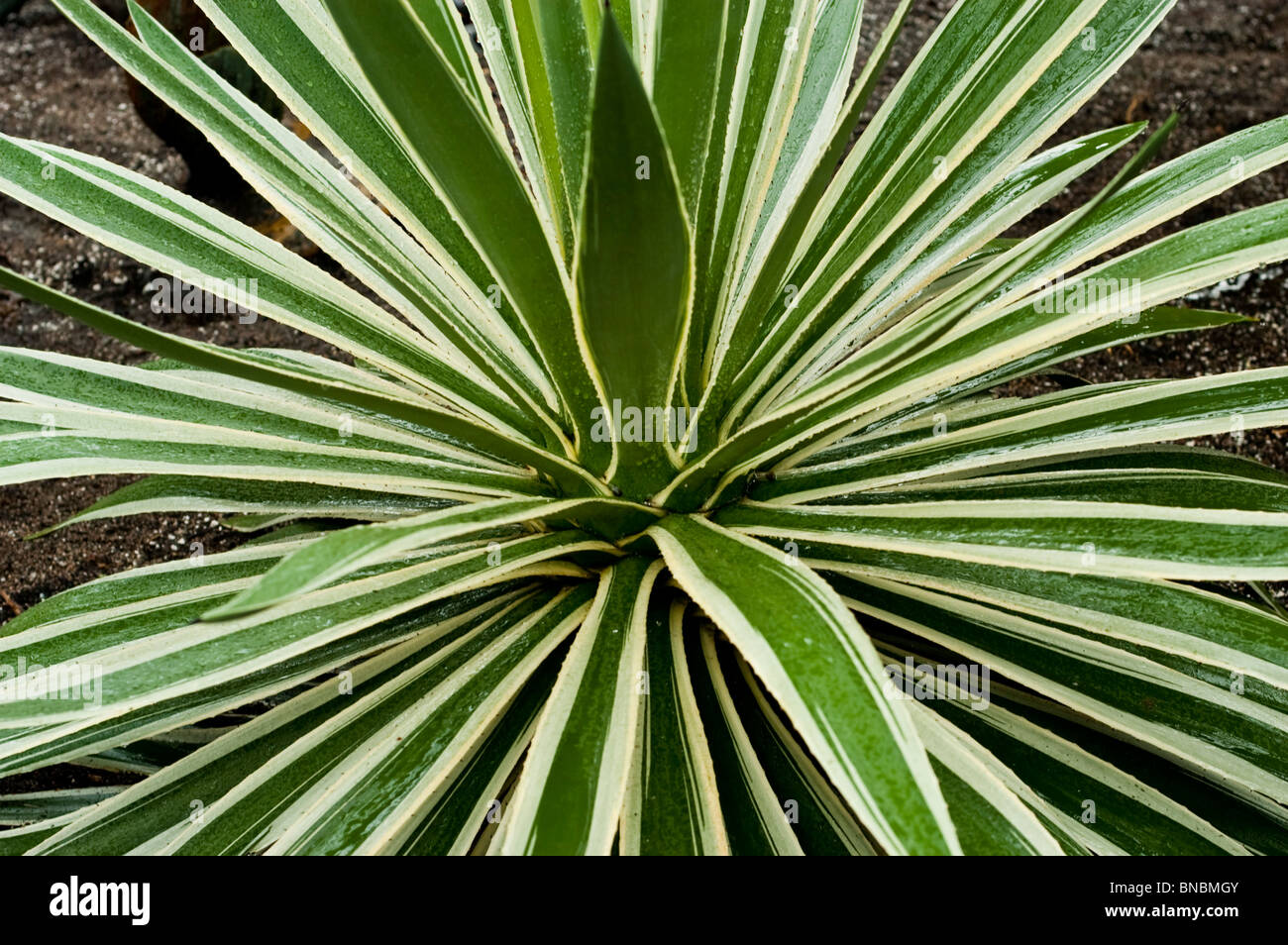 Caribbean agave, Agave angustifolia Marginata, agavaceae Stock Photo ...
