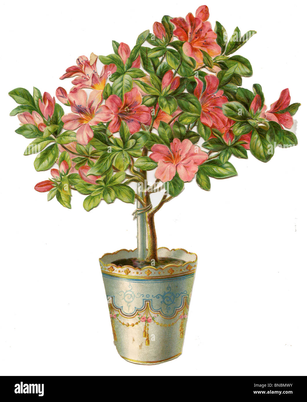 Azalea in a Pot Stock Photo - Alamy