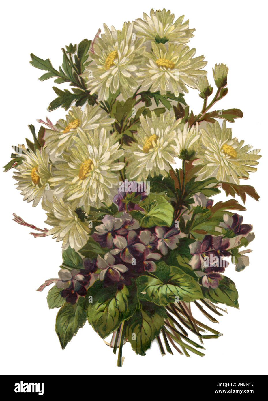 Violet flower victorian hi-res stock photography and images - Alamy