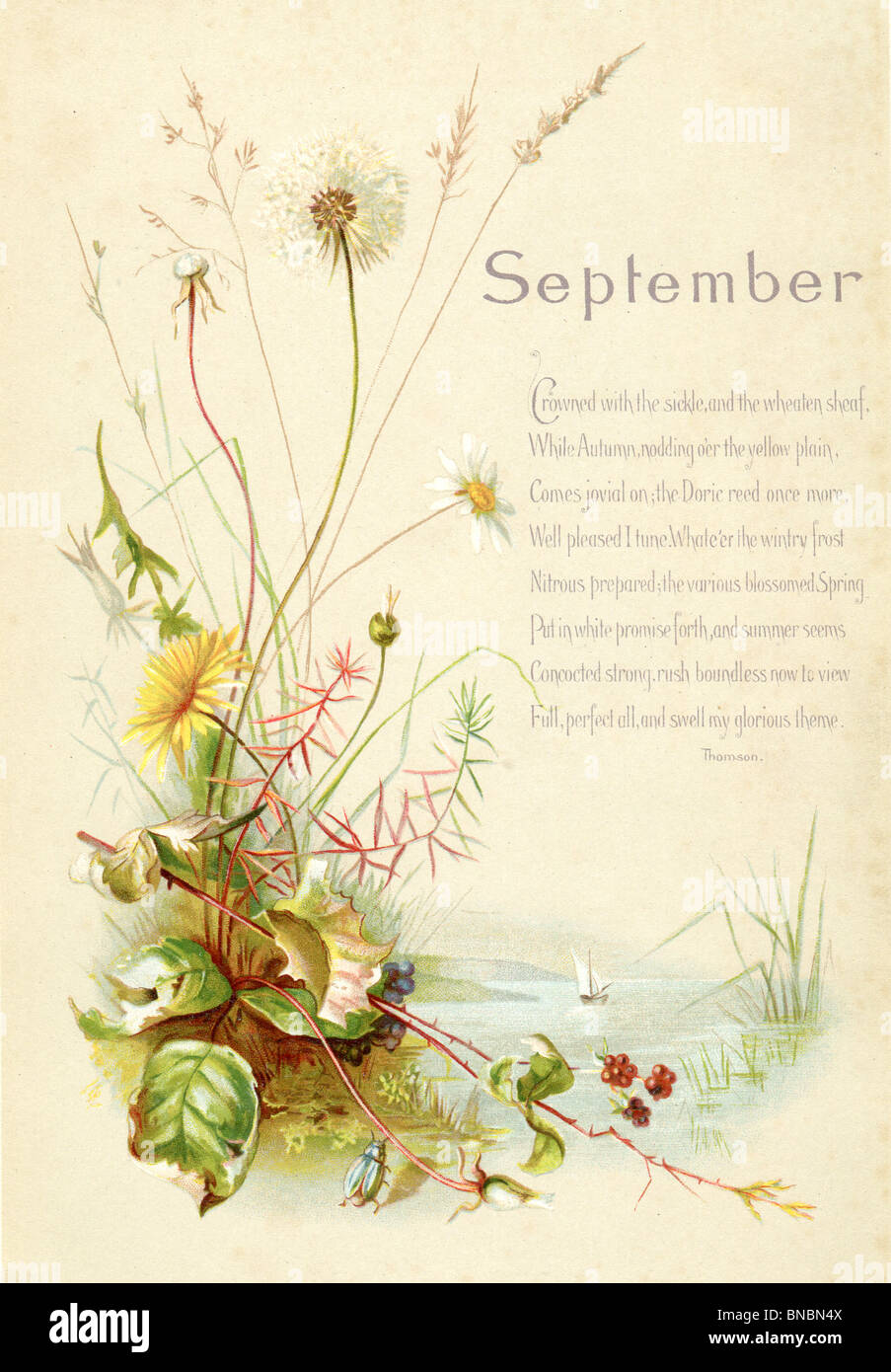 September Poem with Dandelion and Daisies Stock Photo - Alamy