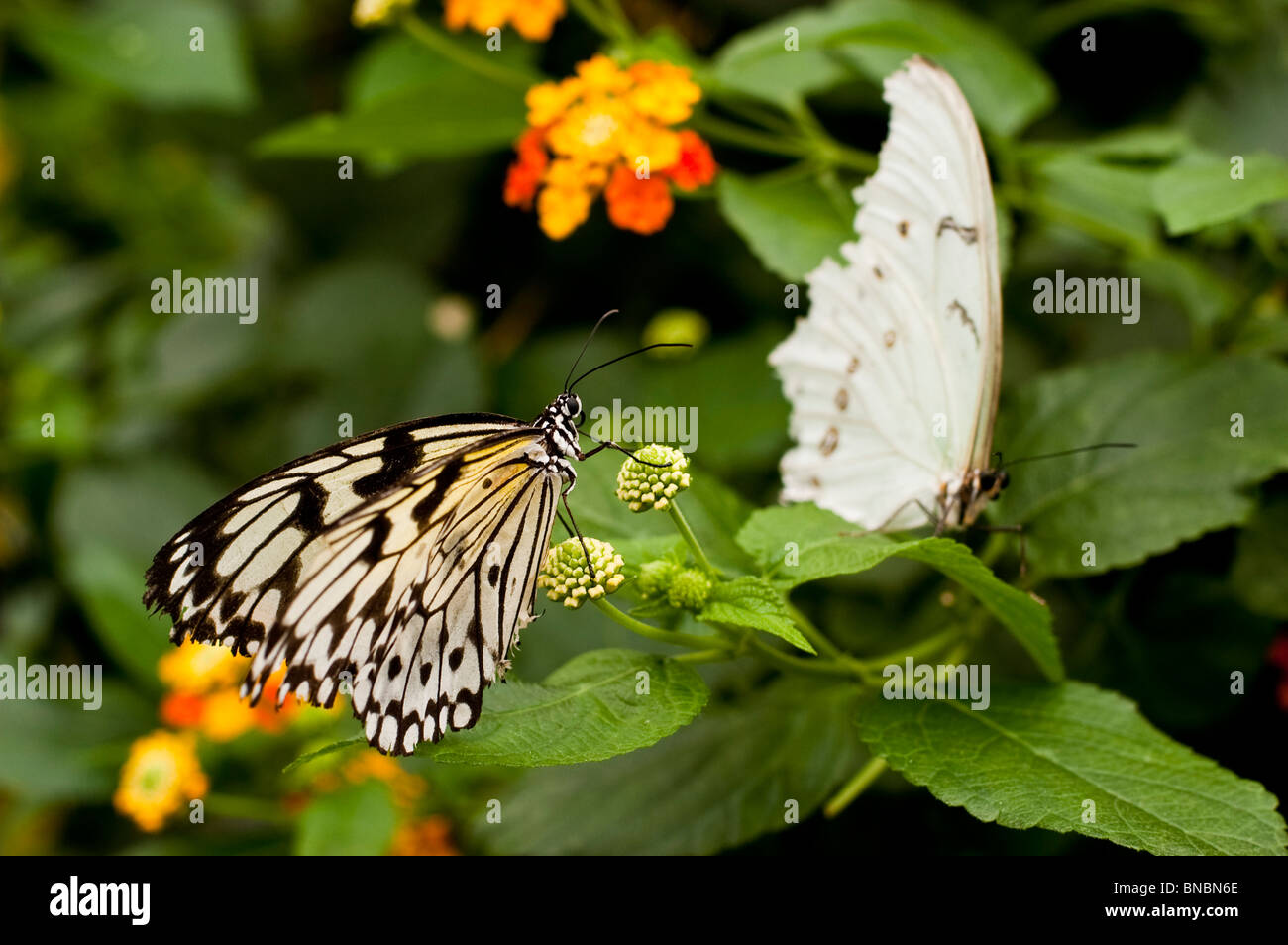 Butterfly on rice flower hi-res stock photography and images - Alamy