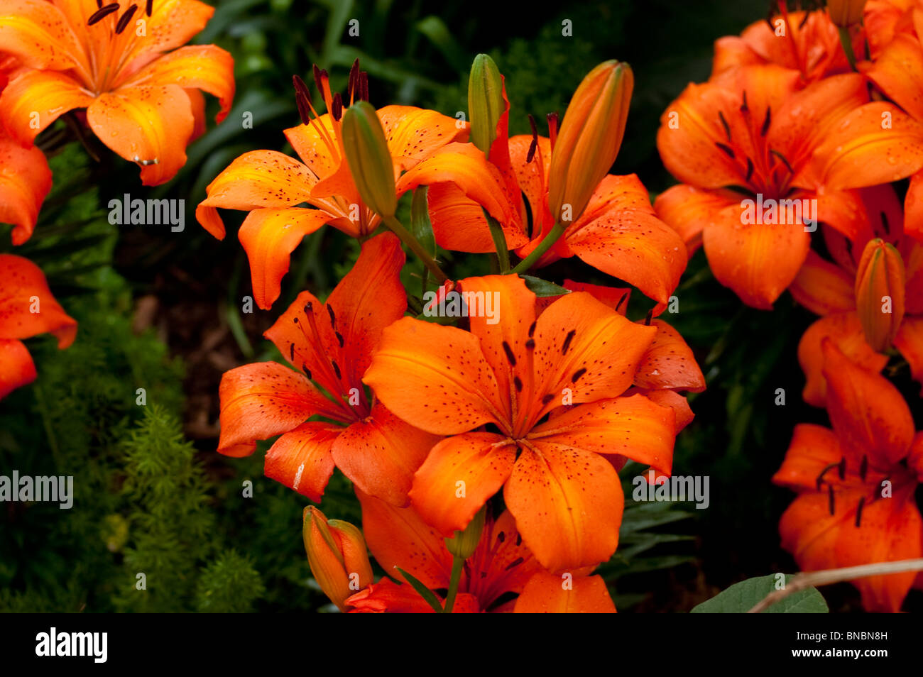 Asiatic lily, Lilium Orange Pixie, liliaceae Stock Photo - Alamy