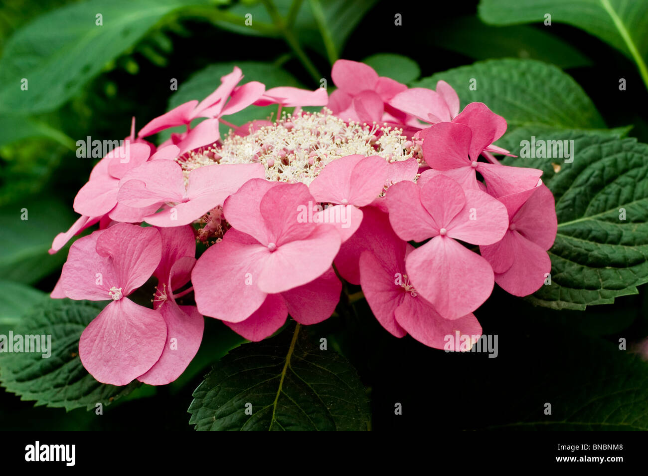 Hortensja ogrodowa hi-res stock photography and images - Alamy
