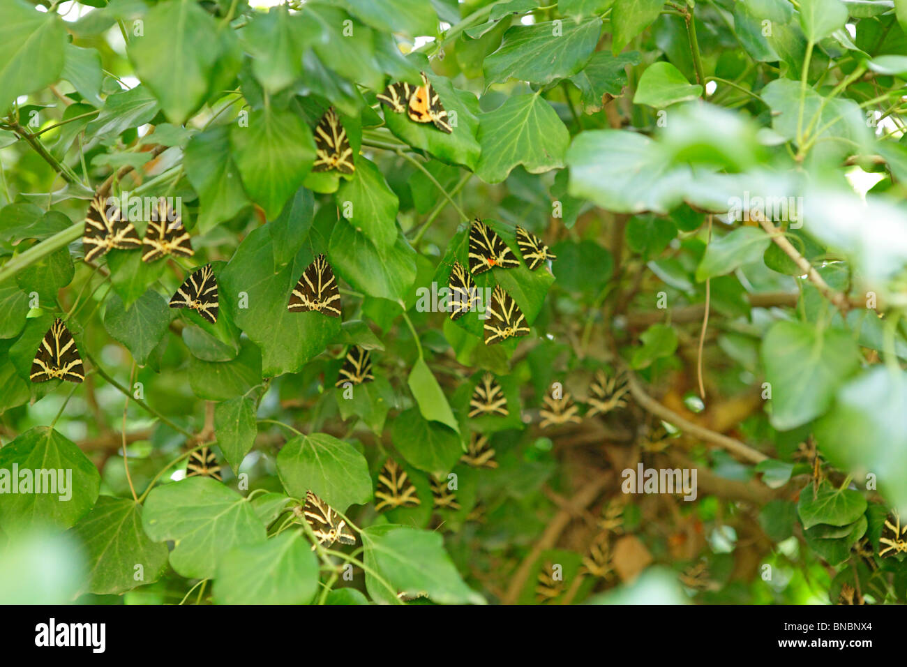 The valley of butterflies paros hi-res stock photography and images - Alamy