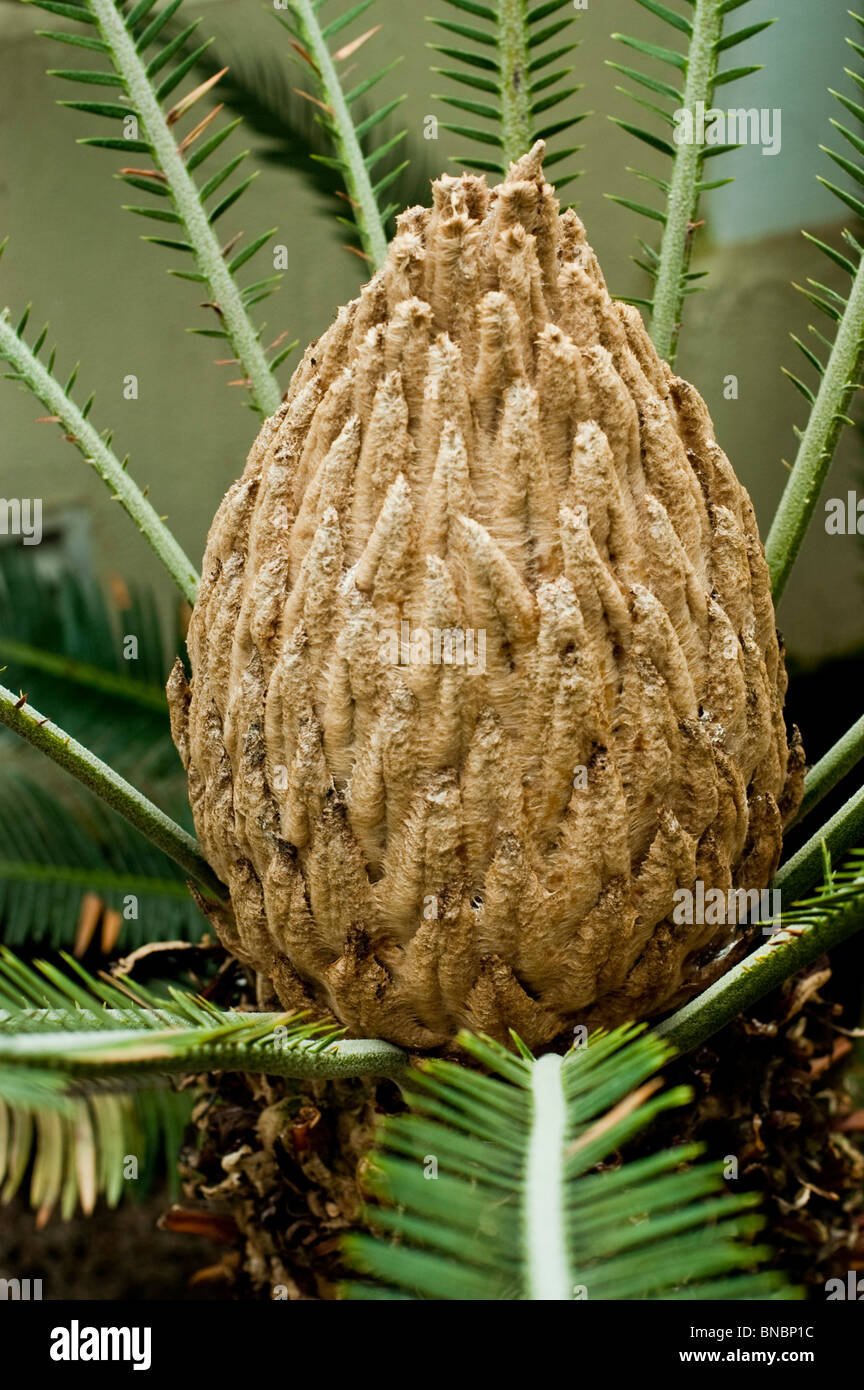 Dioon hi-res stock photography and images - Alamy