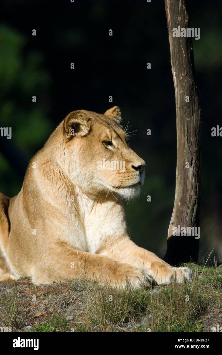 Lion Female Images Female Lion At Birmingham Zoo Dies After Attack By