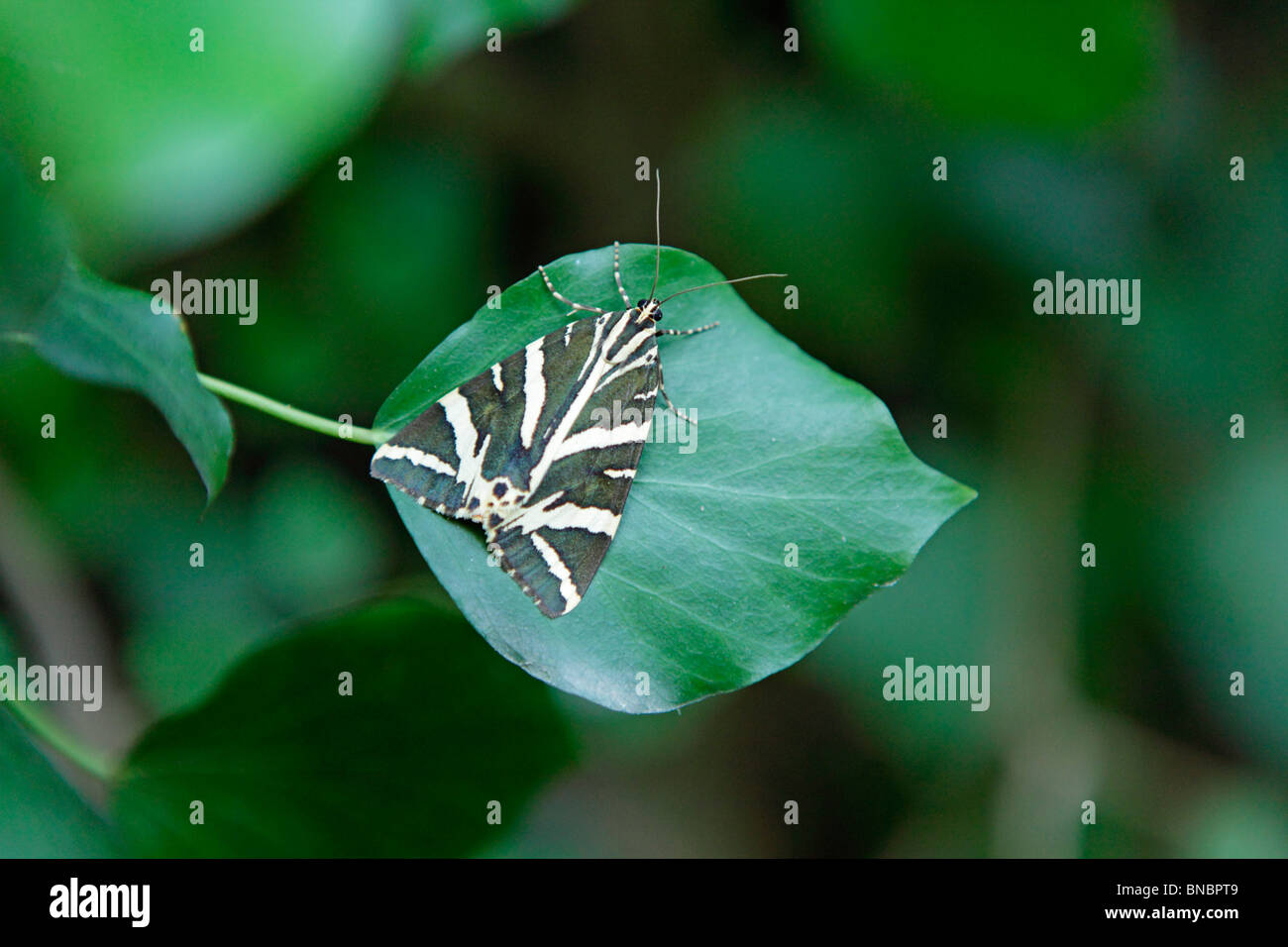 butterfly at Butterfly Valley, Island of Paros, Cyclades, Aegean ...