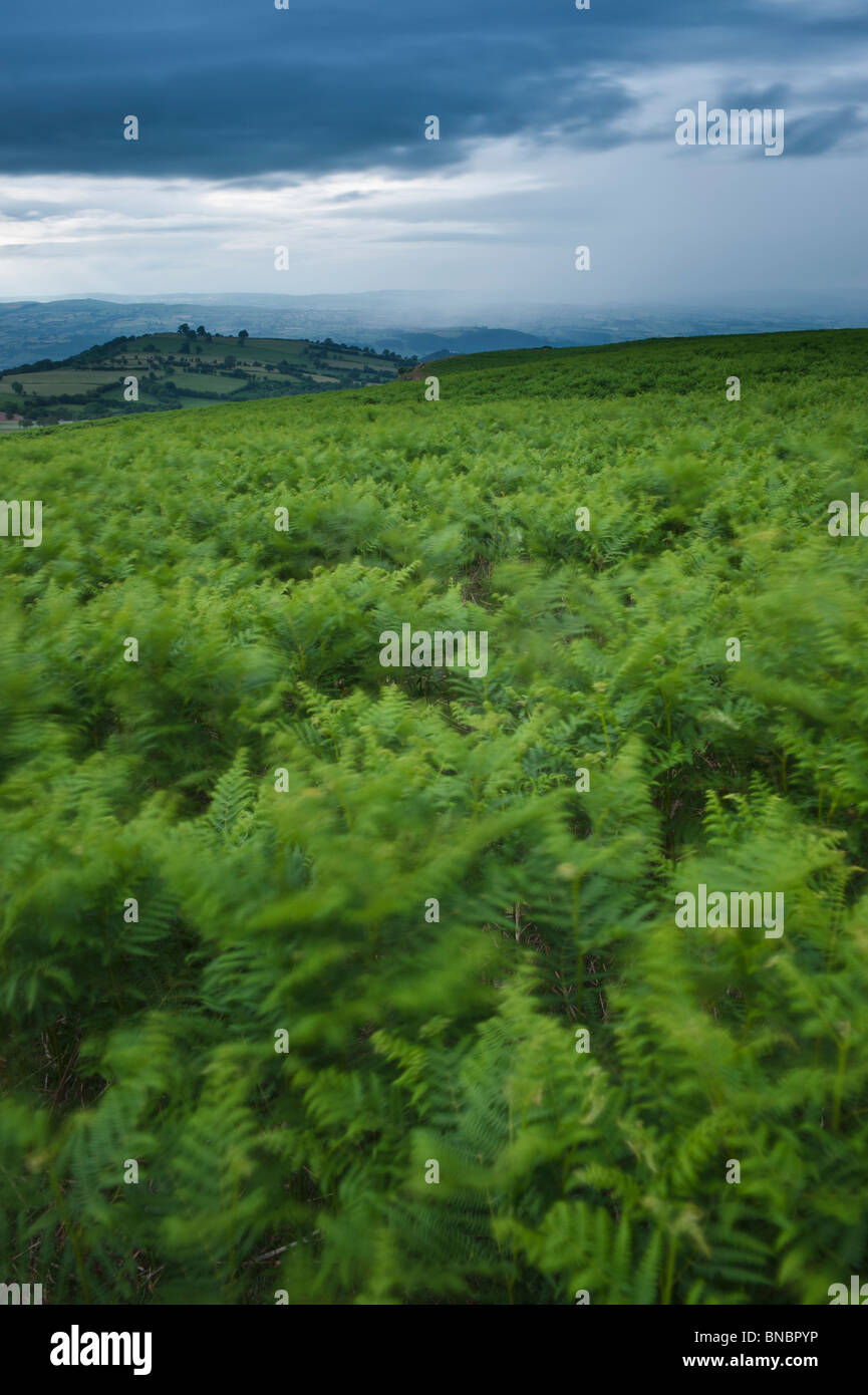 Wind swept bracken and stormy weather, Hay Bluff, Brecon Beacons ...