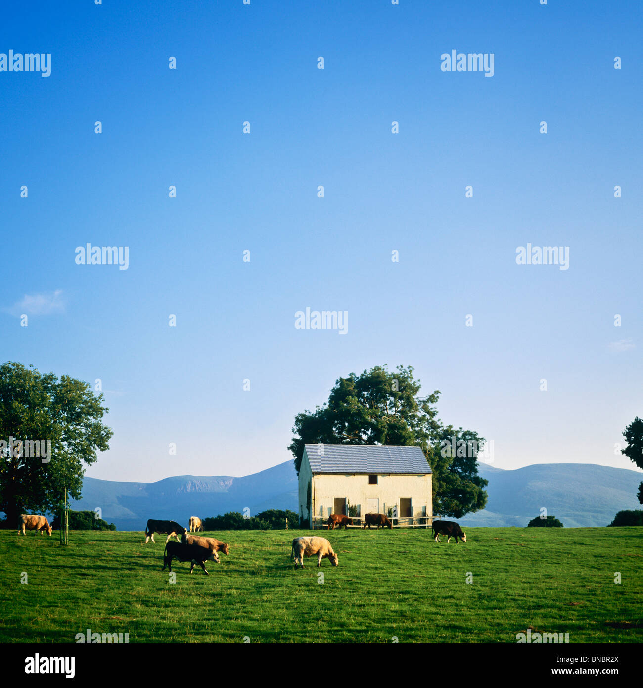 BEEF CATTLE GRAZING COUNTY KERRY IRELAND Stock Photo - Alamy