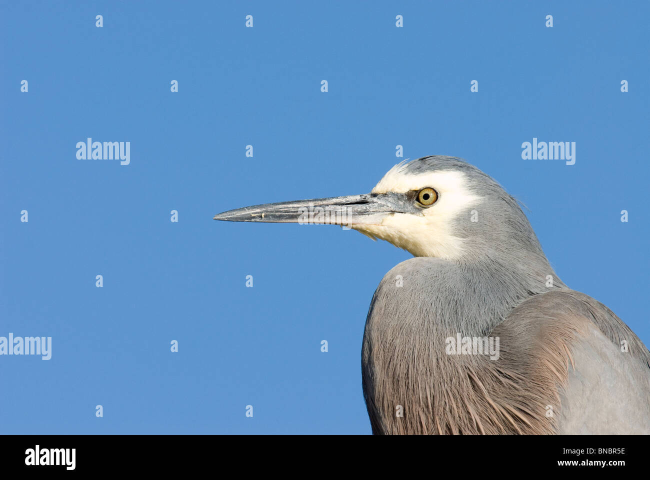 White faced heron hi-res stock photography and images - Alamy