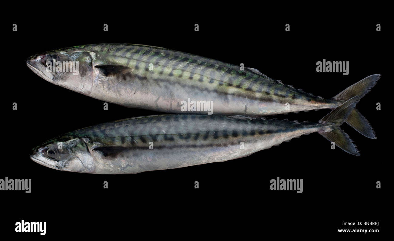 Temperate seas hi-res stock photography and images - Alamy