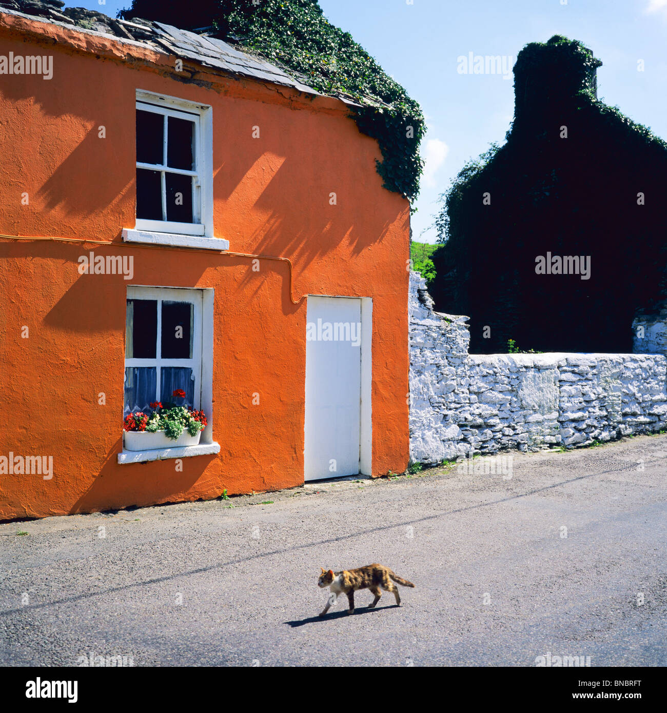 STROLLING CAT & VERMILION PAINTED HOUSE EYERIES BEARA PENINSULA COUNTY ...