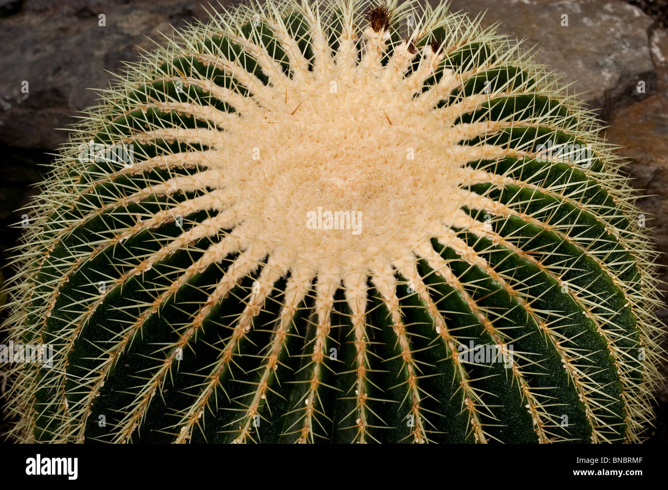 Golden barrel cactus hi-res stock photography and images - Alamy
