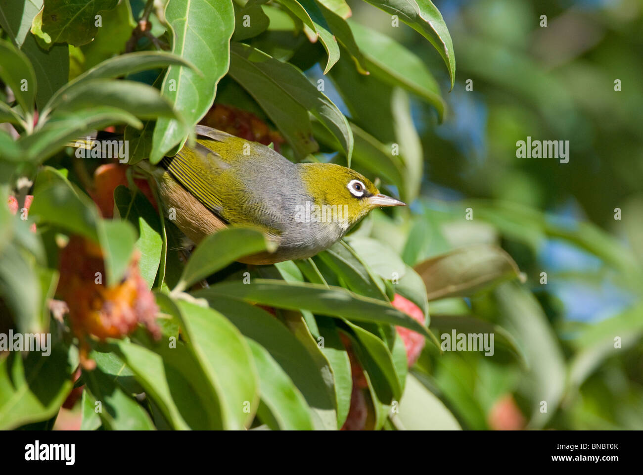 Silver eye bird hi-res stock photography and images - Alamy