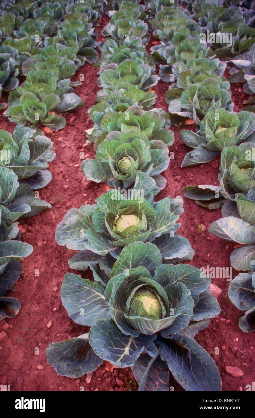 rows of cabbage Stock Photo - Alamy