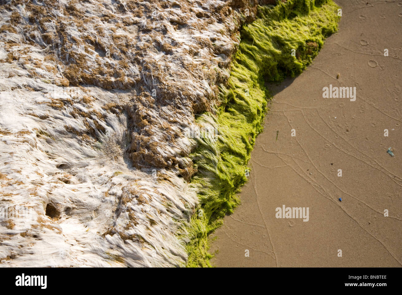 Green algae on rock at Dor Beach in Israel Stock Photo - Alamy