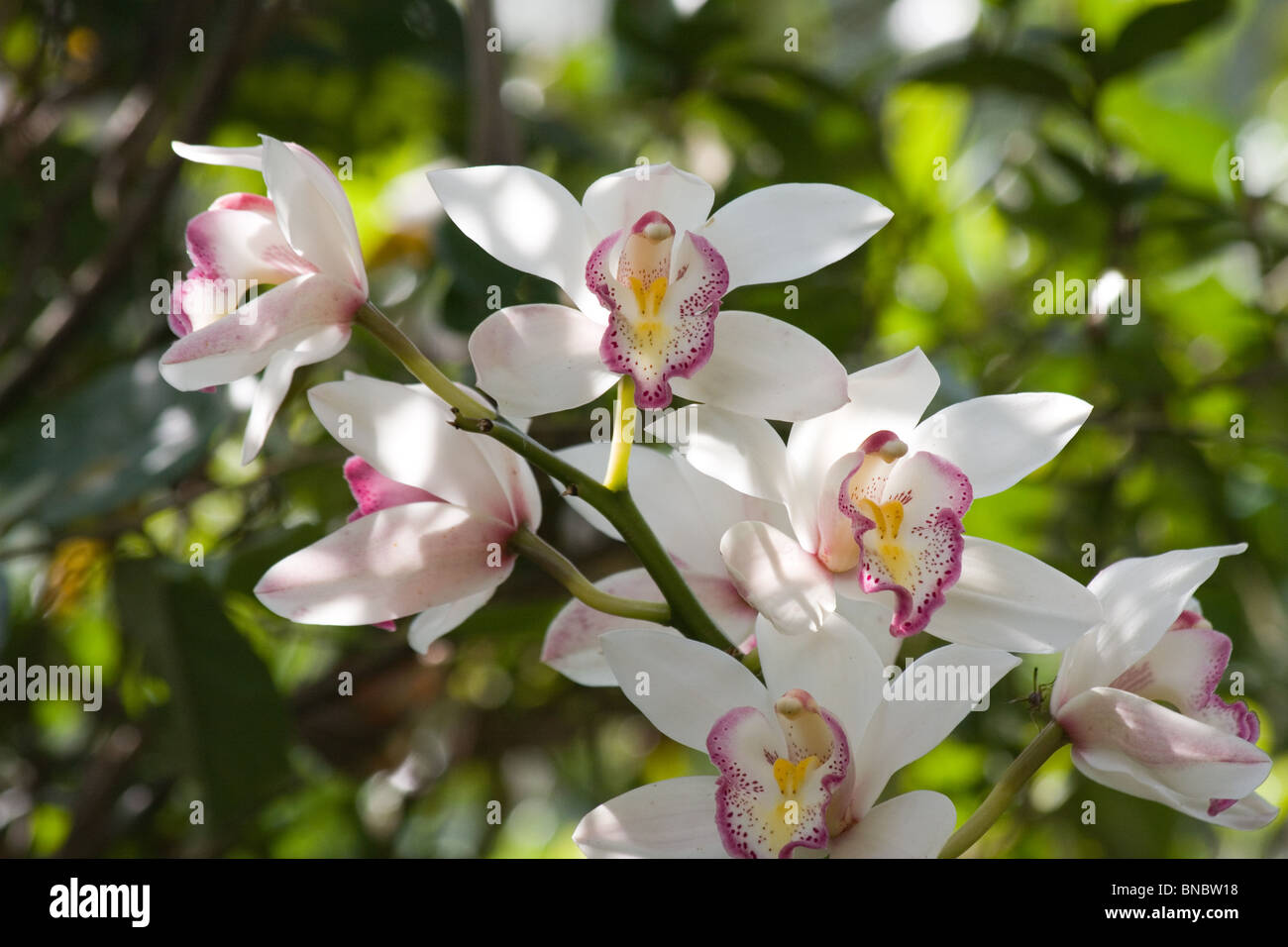 Cymbidium orchids hi-res stock photography and images - Alamy