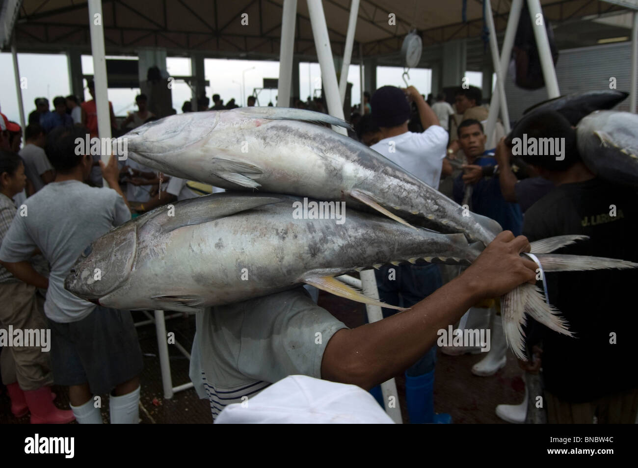 Tuna fish being hauled to market, General Santos City, Mindanao ...