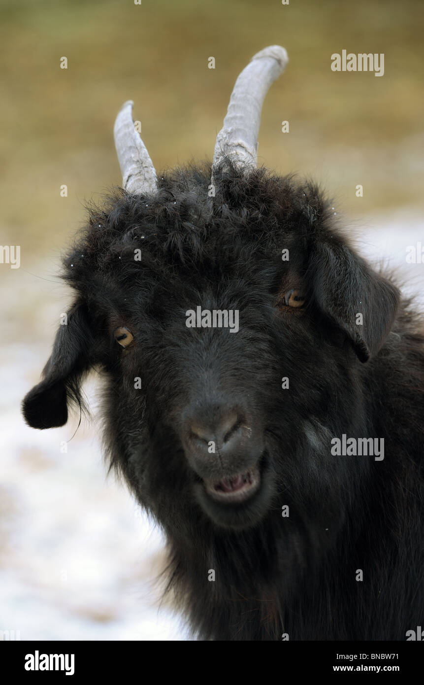 Black goat hi-res stock photography and images - Alamy