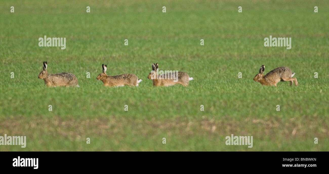 Five Brown Hares in chase across field four males chasing the female in ...