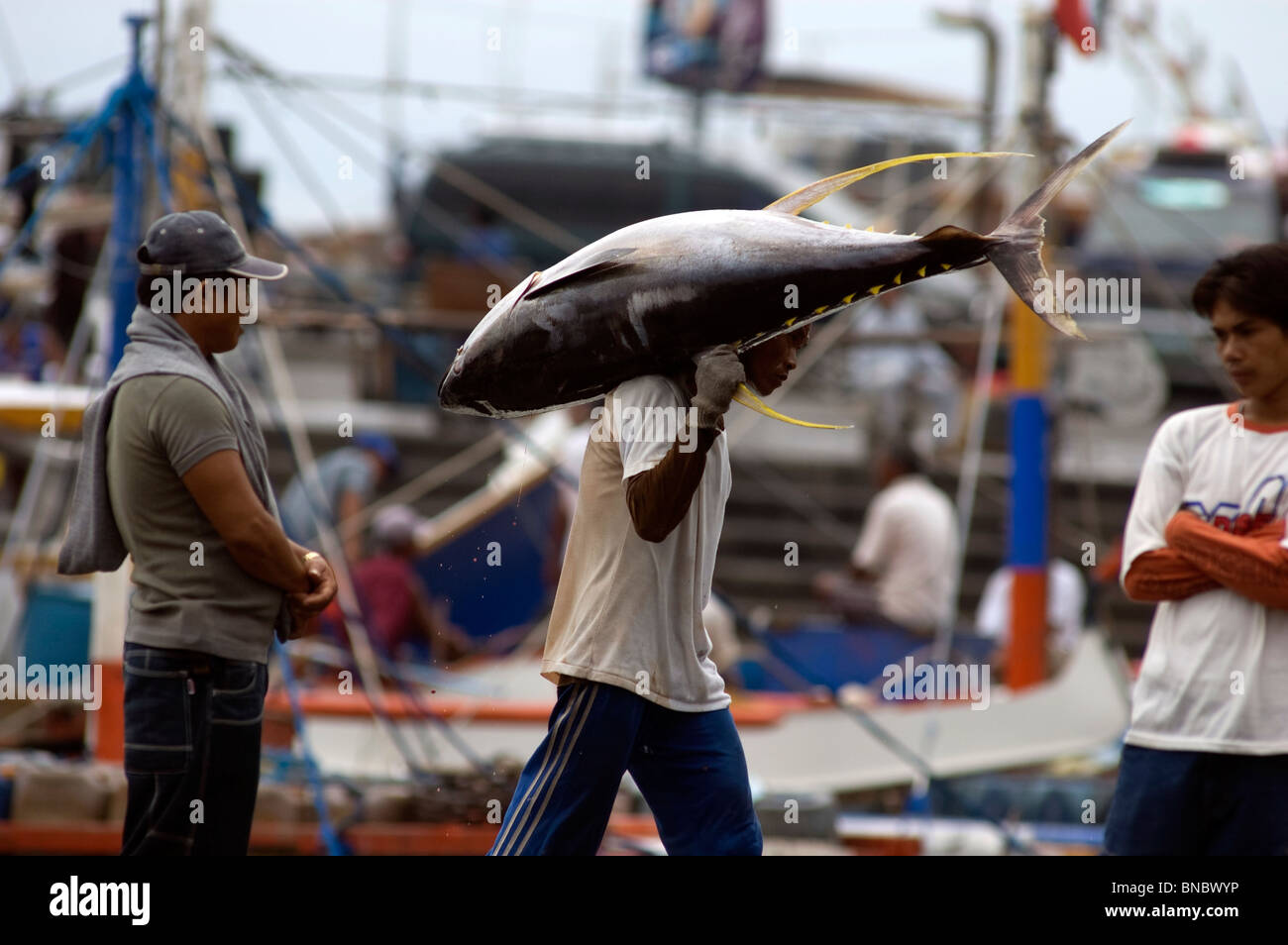 Tuna fish being hauled to market, General Santos City, Mindanao ...