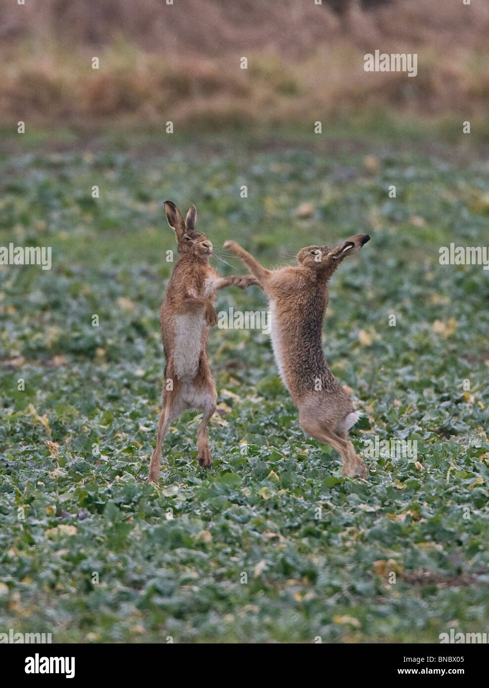 Two Brown Hares stood on hind legs boxing each other in Oxfordshire ...