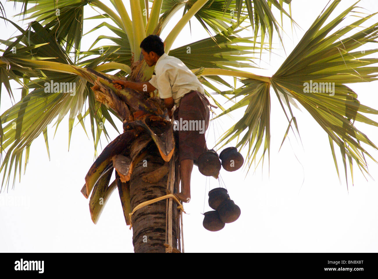 Date palm picking hi-res stock photography and images - Alamy