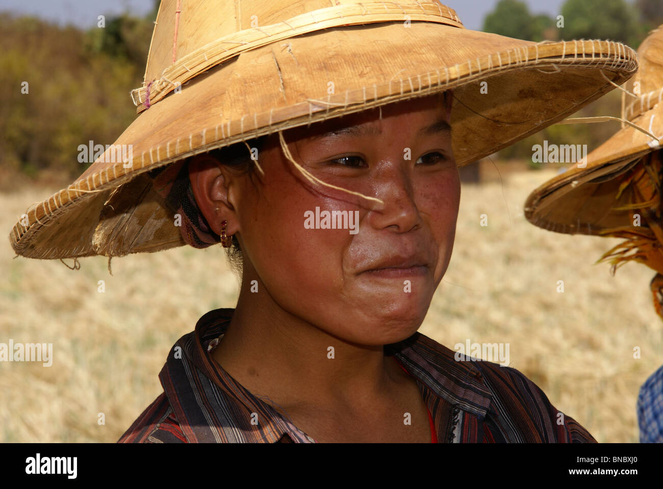Myanmar, Shan State, Near Heho, peasant women harvest wheat Stock Photo ...