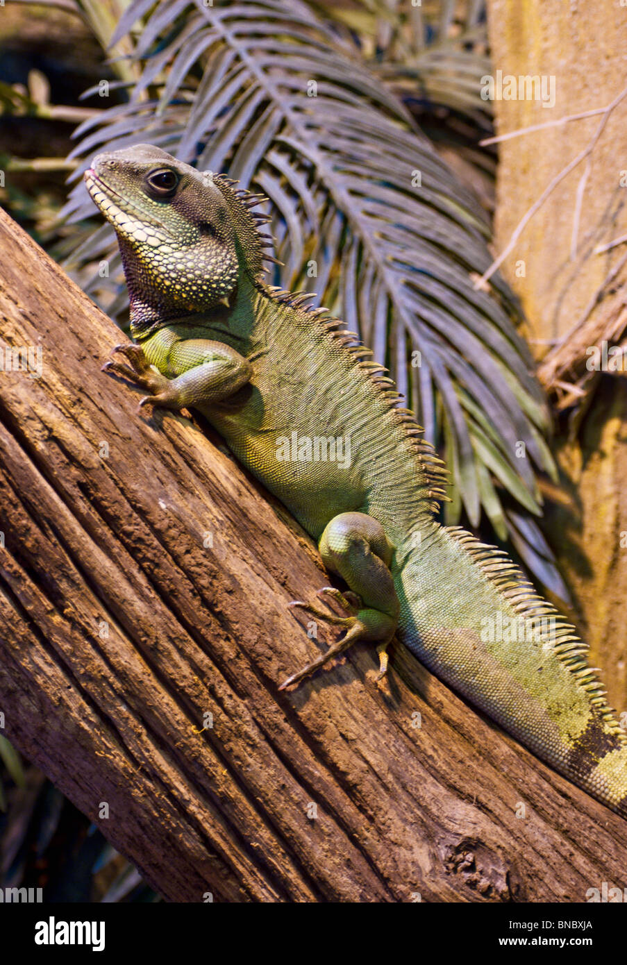 Chinese Water Dragon Stock Photos & Chinese Water Dragon Stock Images ...