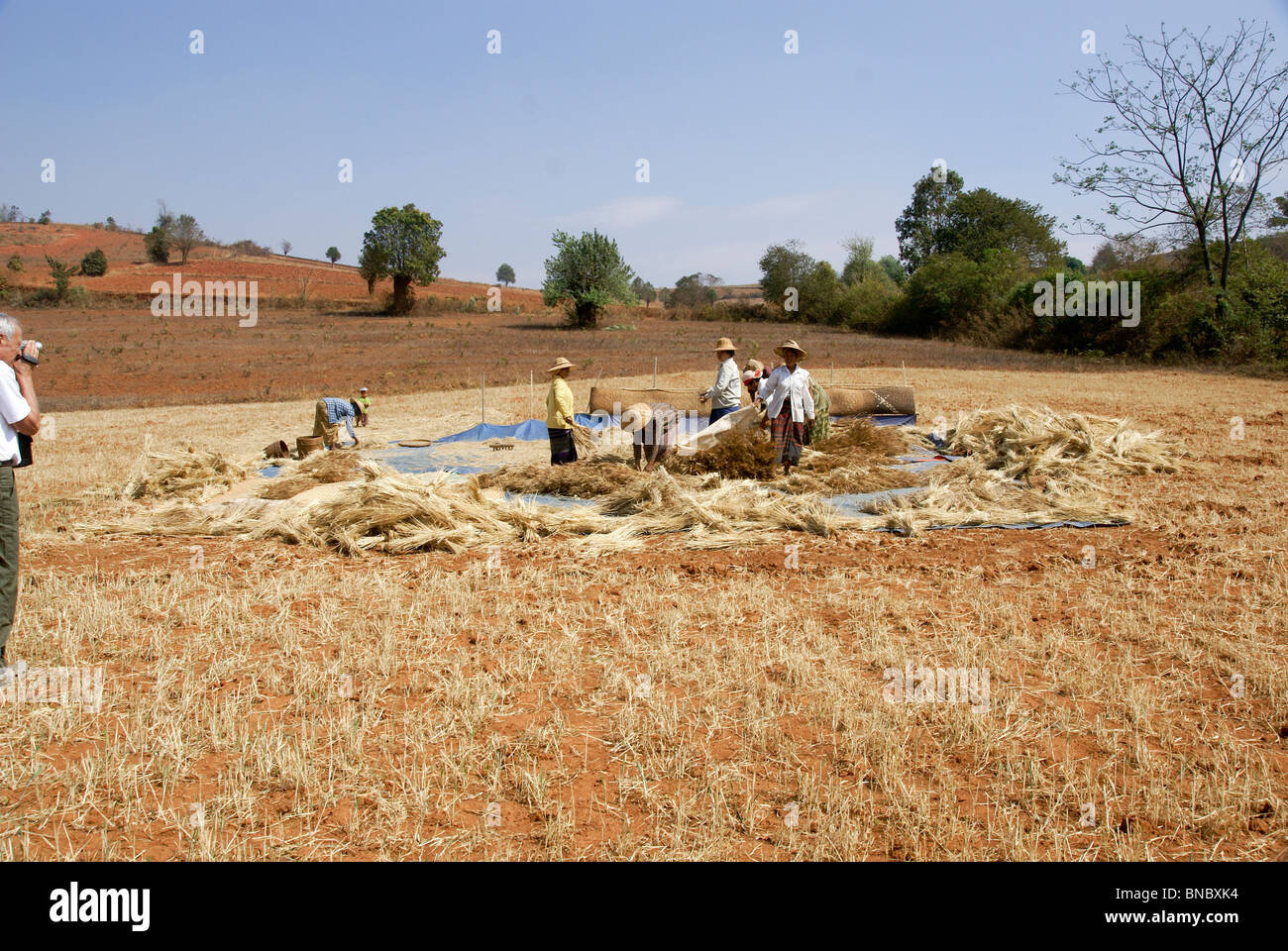 Primitive wheat hi-res stock photography and images - Alamy