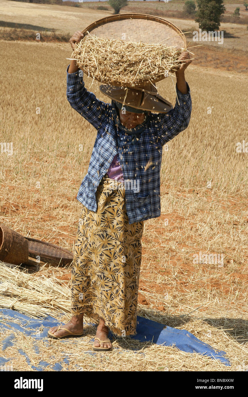 Myanmar, Shan State, Near Heho, peasant women harvest wheat Stock Photo ...