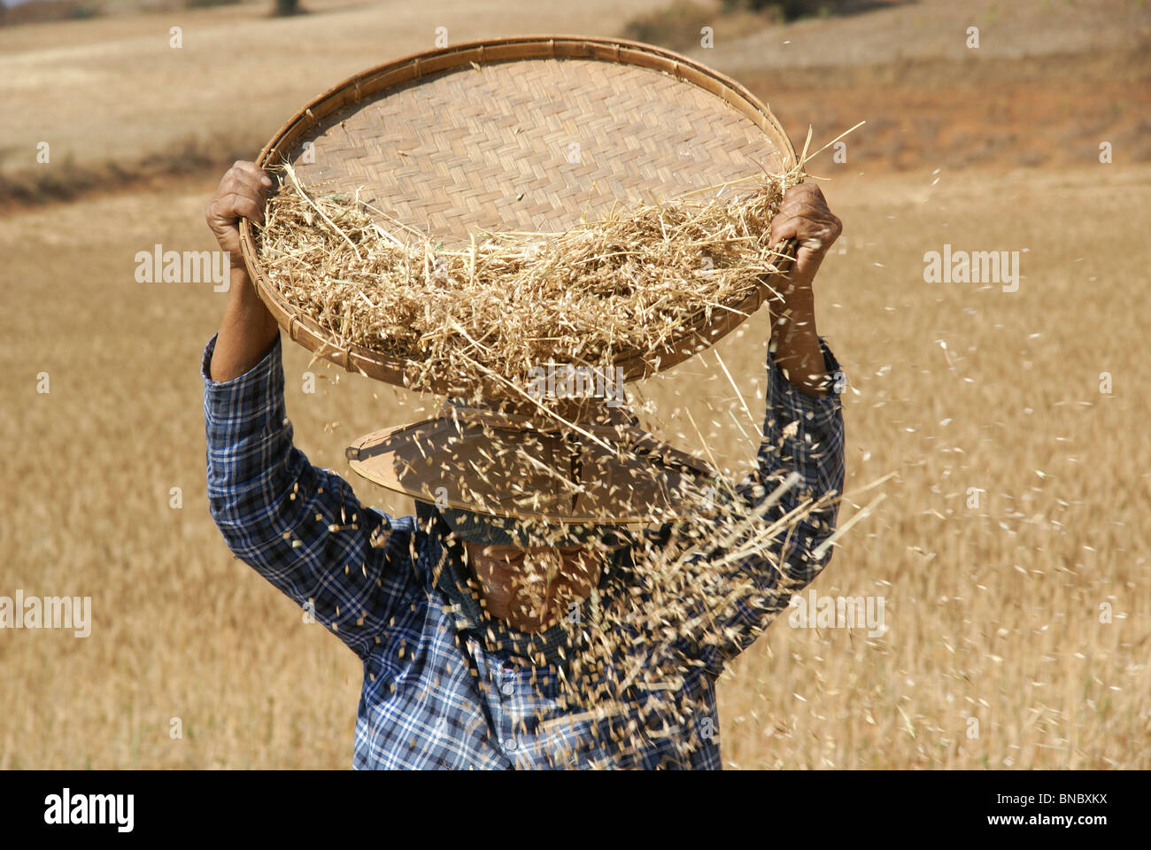 Myanmar, Shan State, Near Heho, peasant women harvest wheat Stock Photo ...